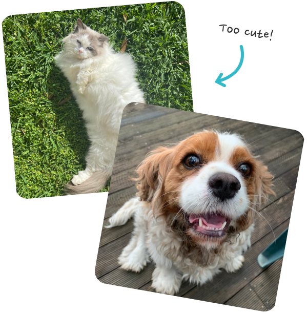 VetChat - chat with a vet online